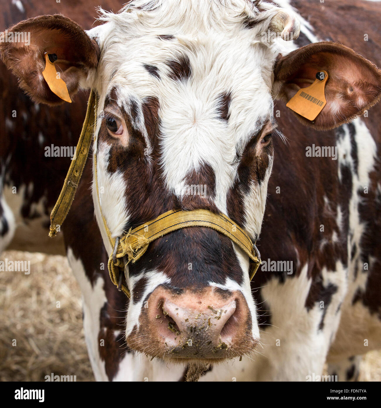 Brown and white cow snout close up , sadness, anger farmers Stock Photo ...
