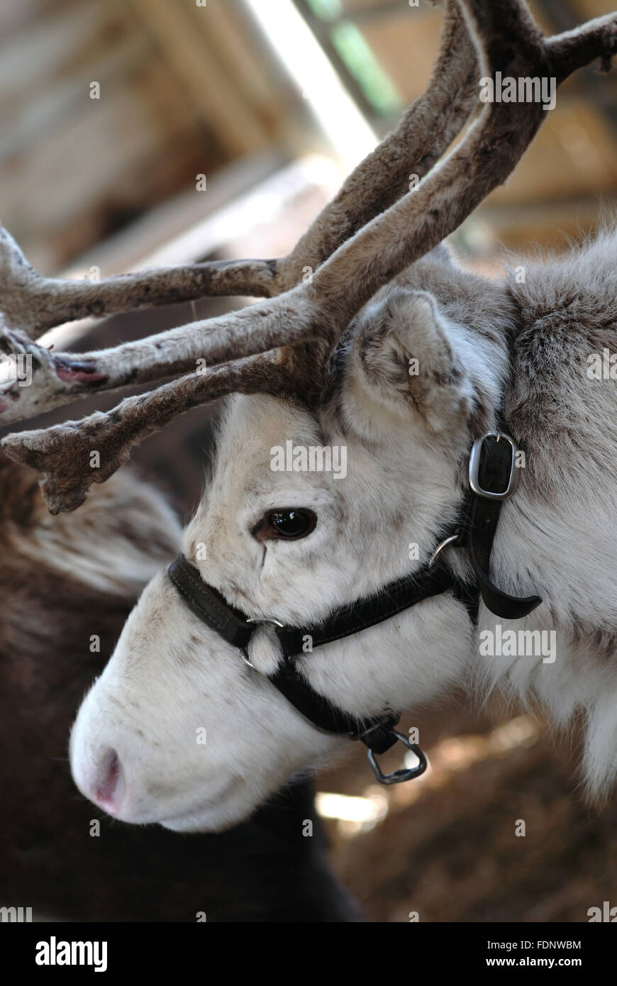 Reindeer harness hi-res stock photography and images - Alamy