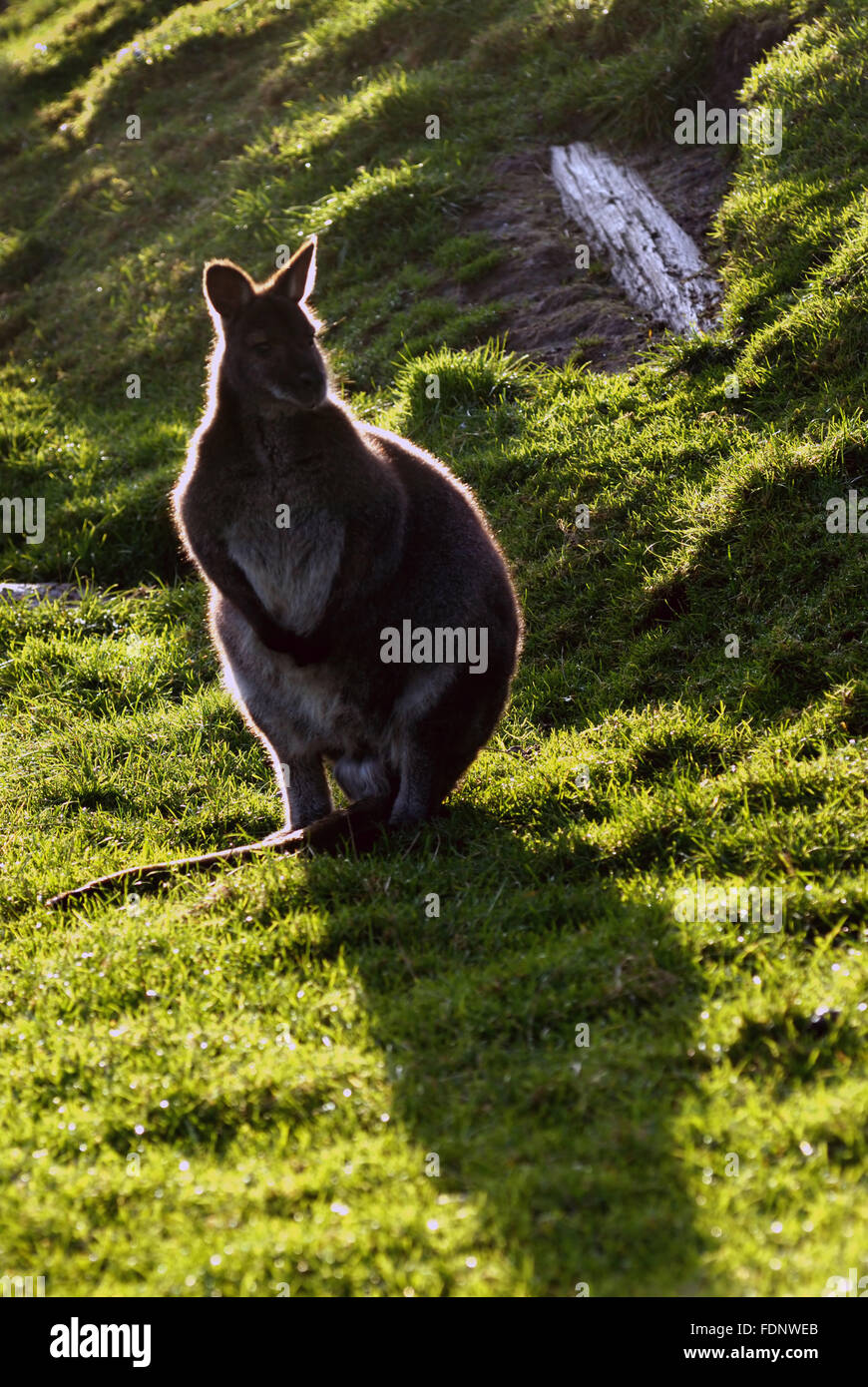 Wallaby tail hi-res stock photography and images - Alamy