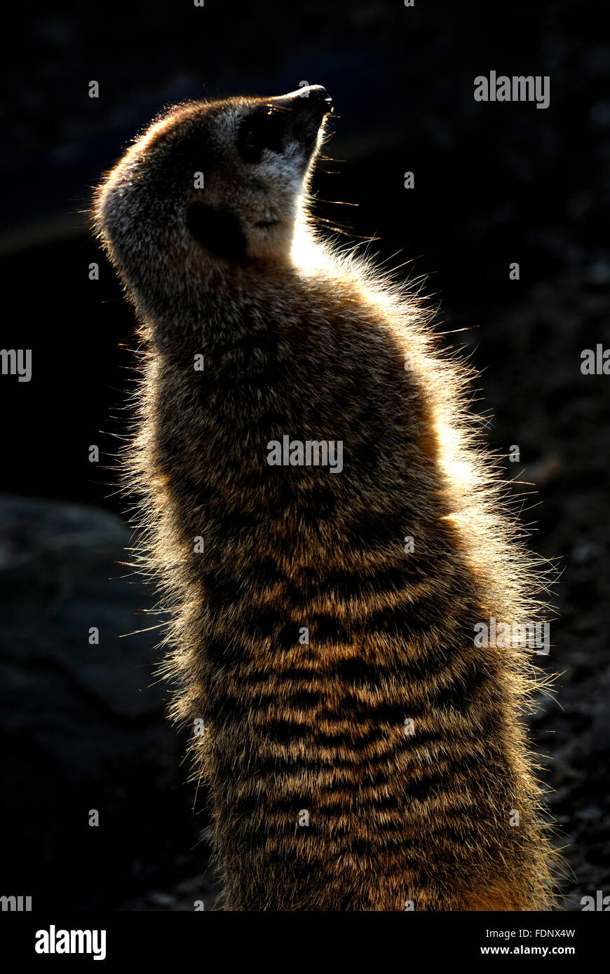 Meerkat color hi-res stock photography and images - Alamy