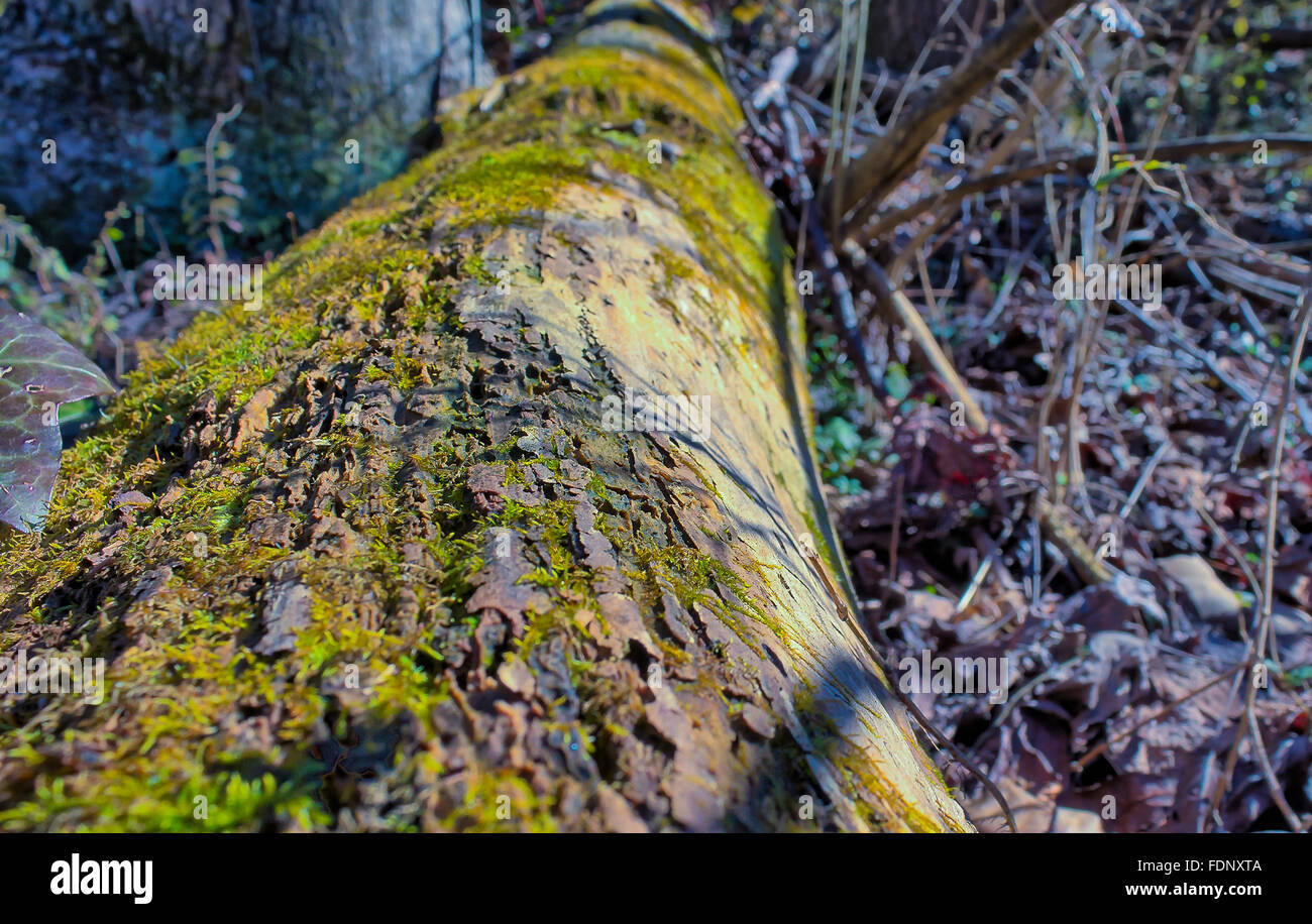 Moss growing on a tree Stock Photo - Alamy