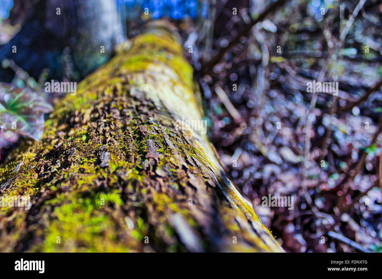Moss growing on a tree Stock Photo - Alamy