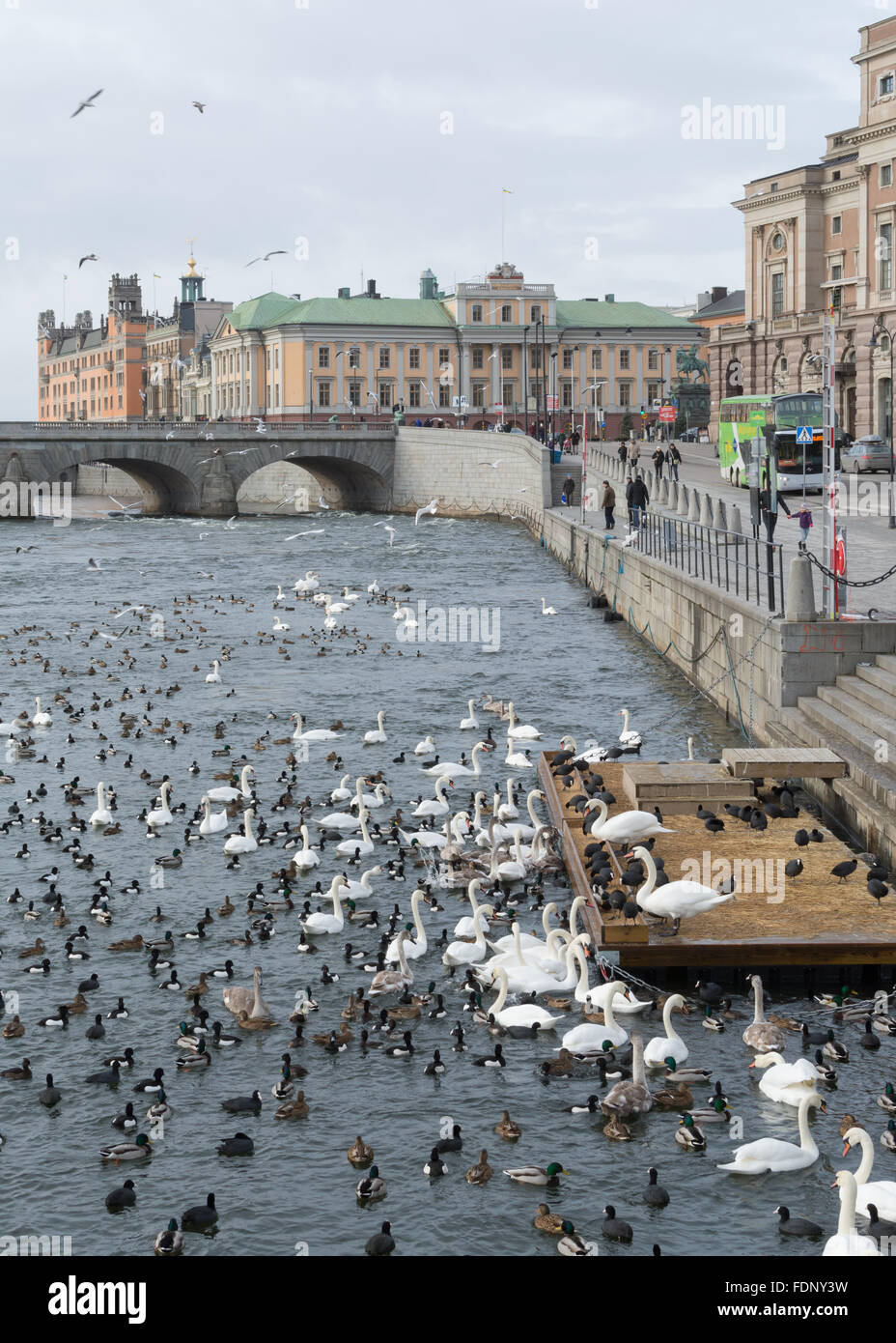 Stockholm, Sweden - swans and ducks and other birds gathered for winter ...