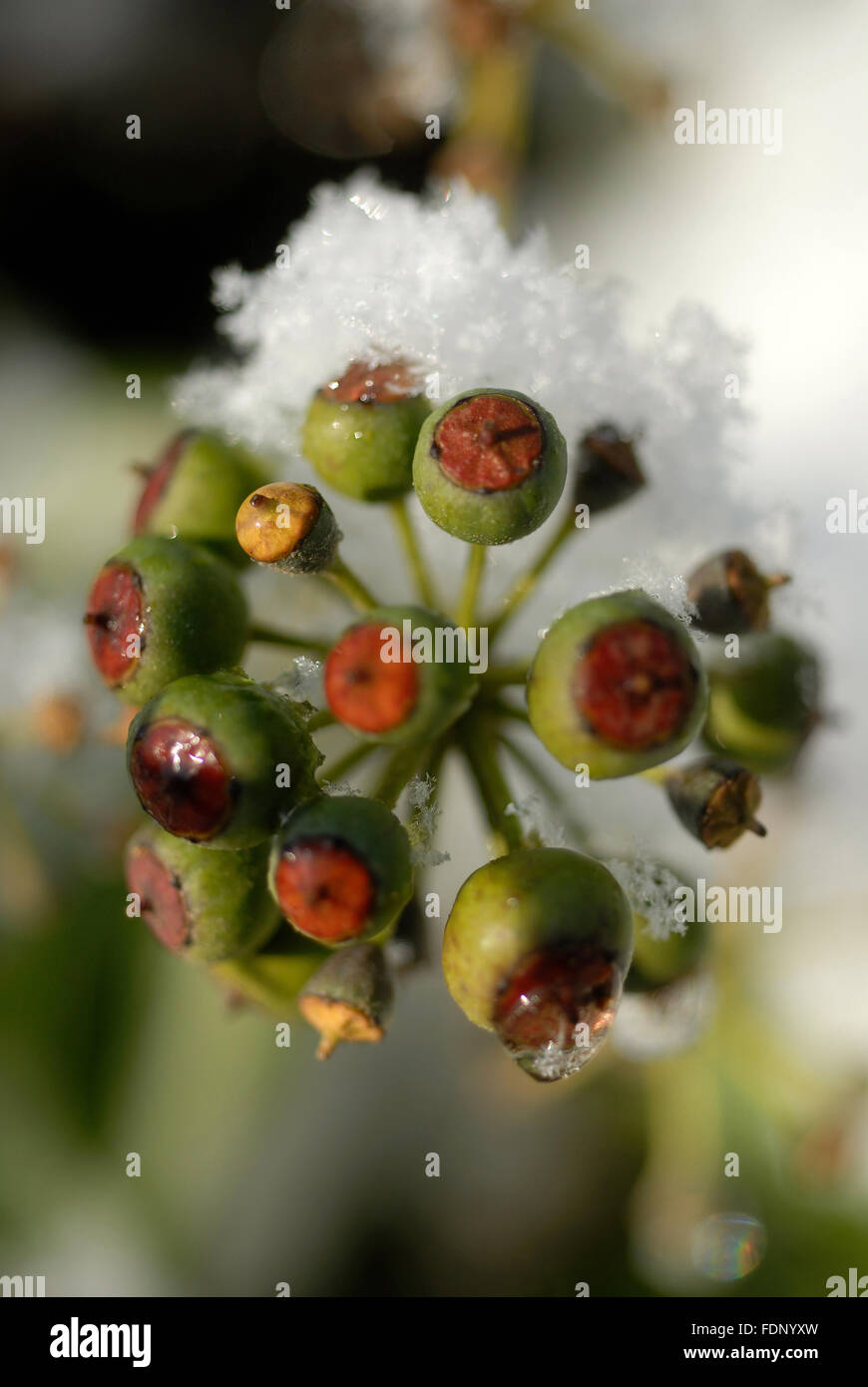 Seed pods in ice hi-res stock photography and images - Alamy