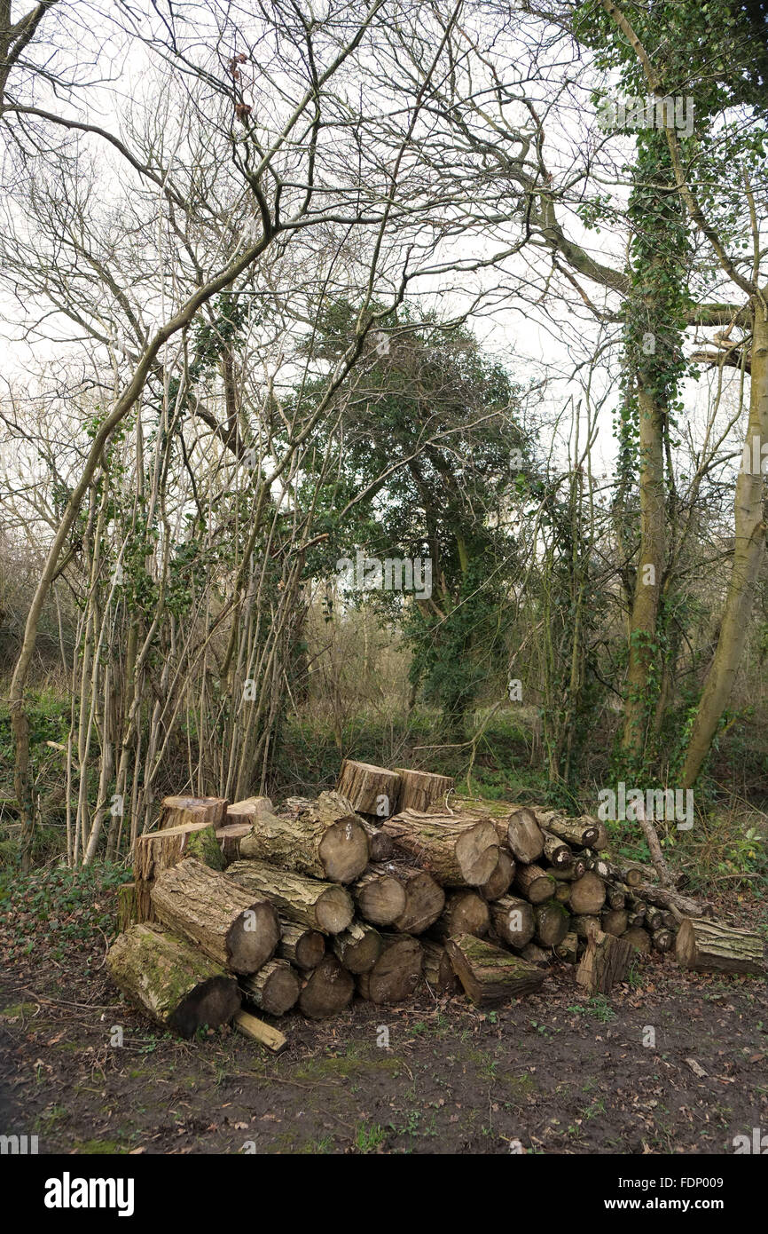 Log collection hi-res stock photography and images - Alamy