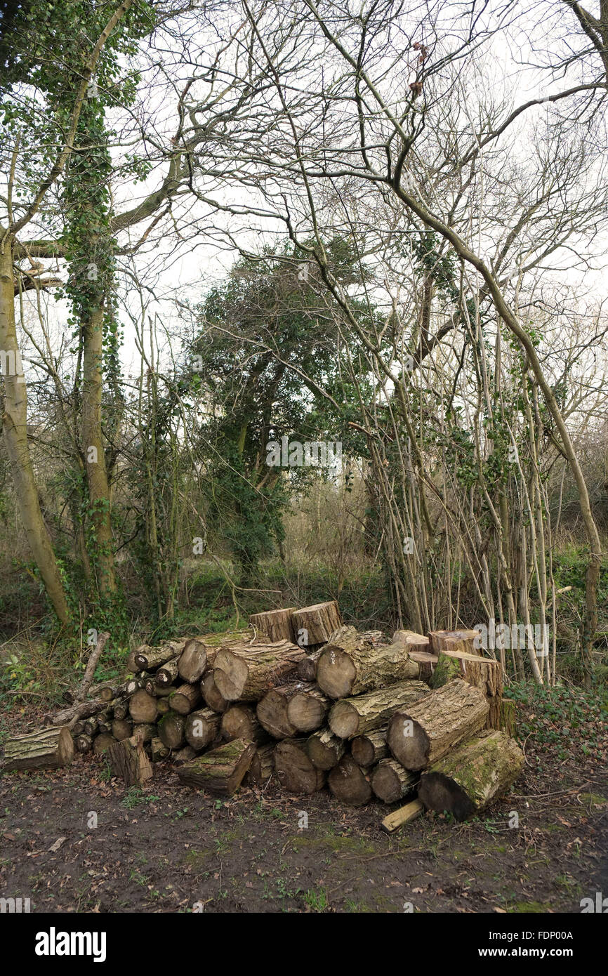 Log pile ready for collection from the forest, February 2016 Stock ...