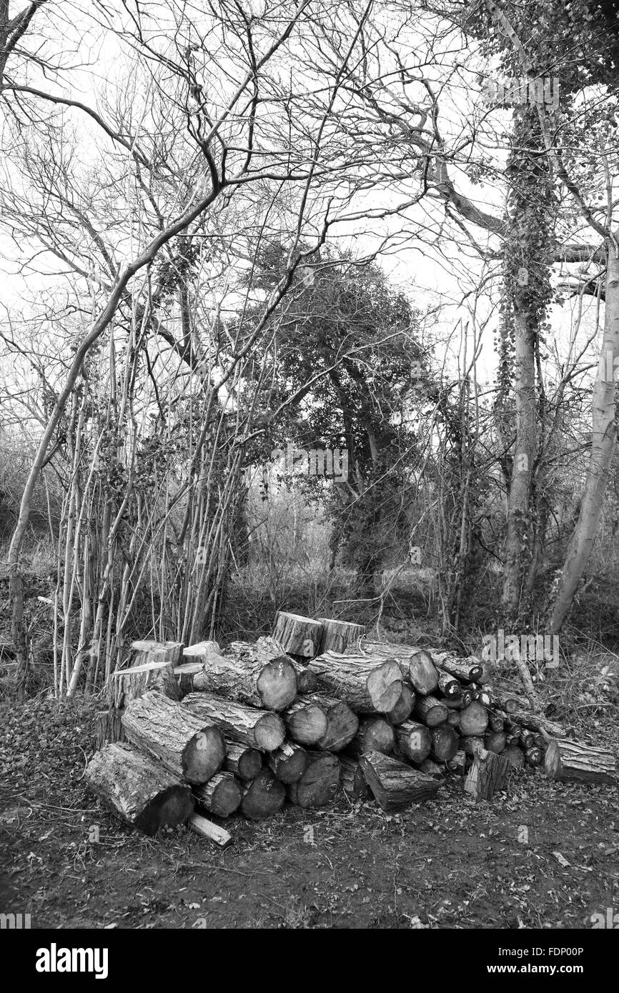Log pile ready for collection from the forest, February 2016 Stock ...