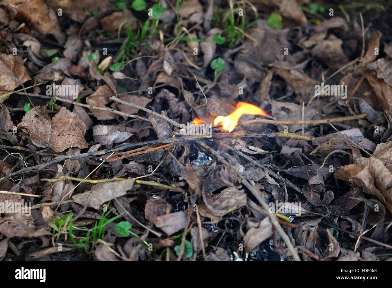 Small fire burning in the leaves of the forest floor, tiny but perhaps ...