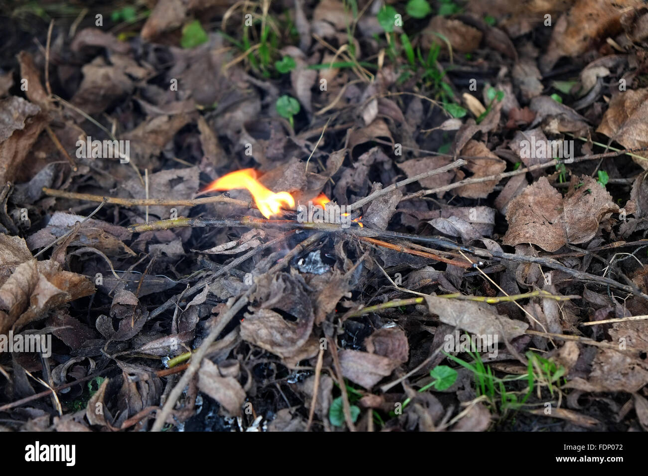 Small fire burning in the leaves of the forest floor, tiny but perhaps ...