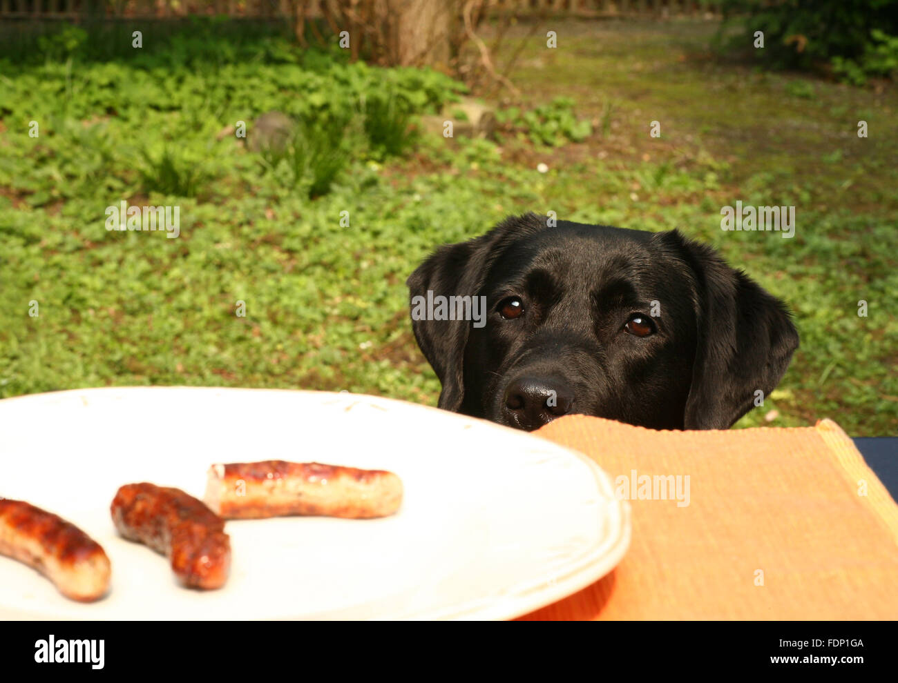Dog eating sausages animal hi-res stock photography and images - Alamy