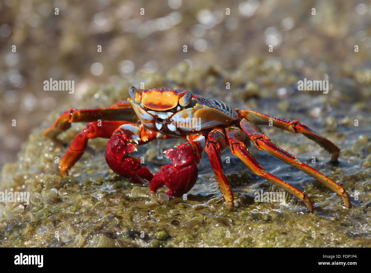 Sally Lightfoot Crab Stock Photo - Alamy