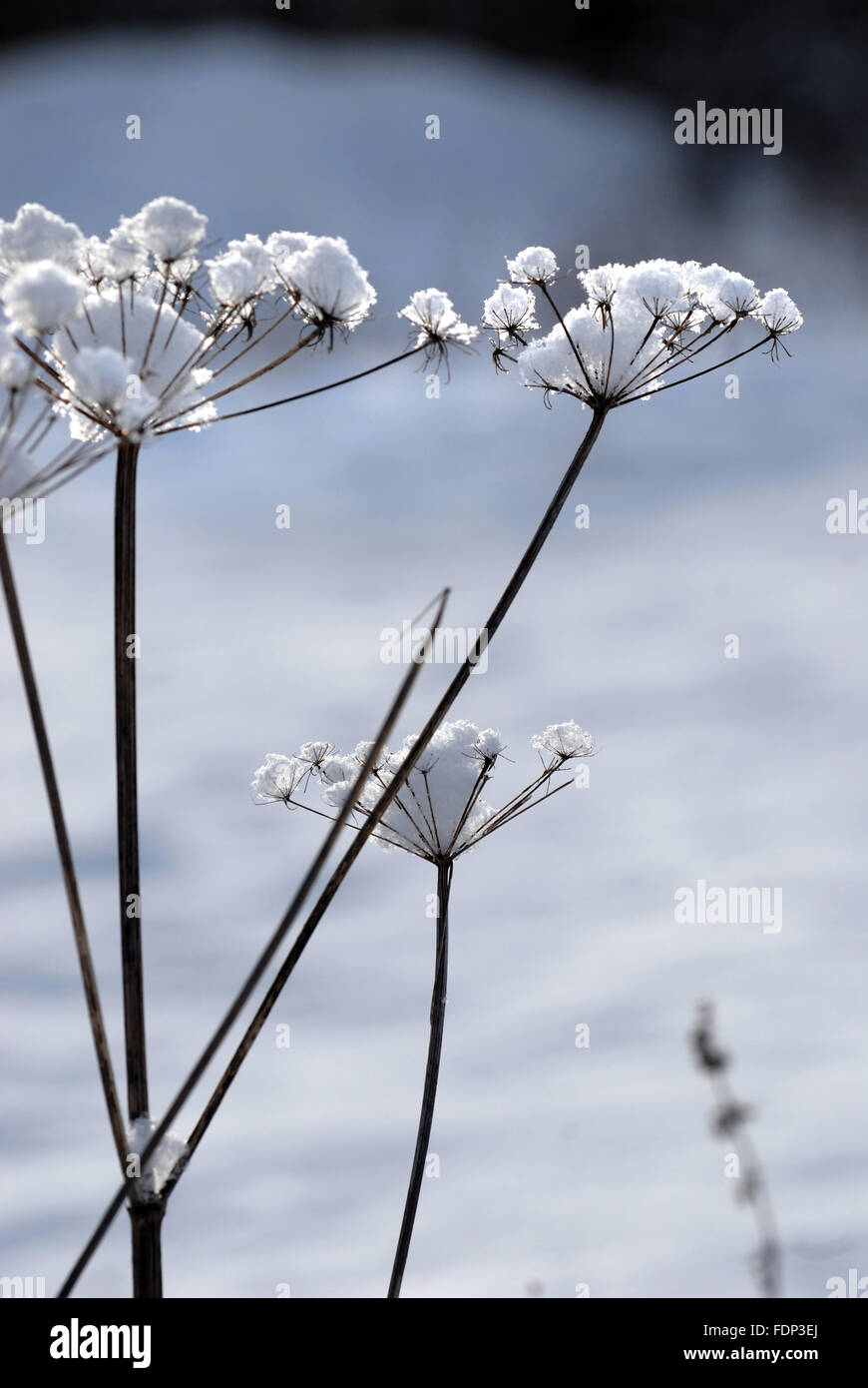 Cow Parsley covered in snow Stock Photo - Alamy