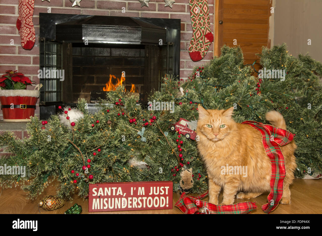Excited cat tree hi-res stock photography and images - Alamy