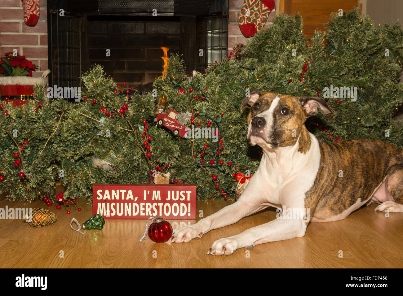 Dog Destroys Christmas Stock Photo - Alamy
