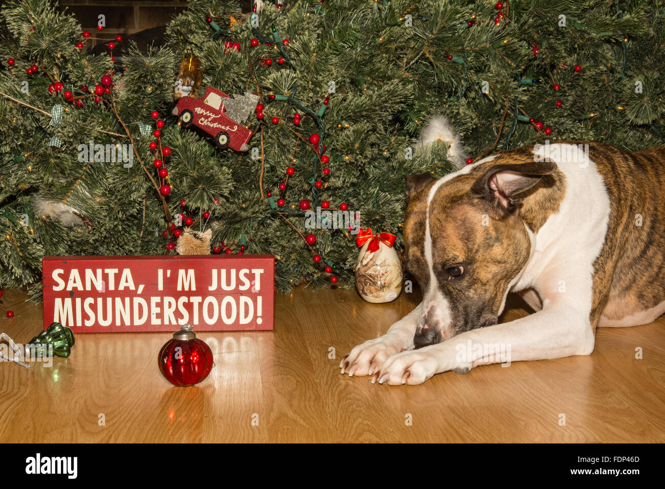 Dog Destroys Christmas Stock Photo - Alamy