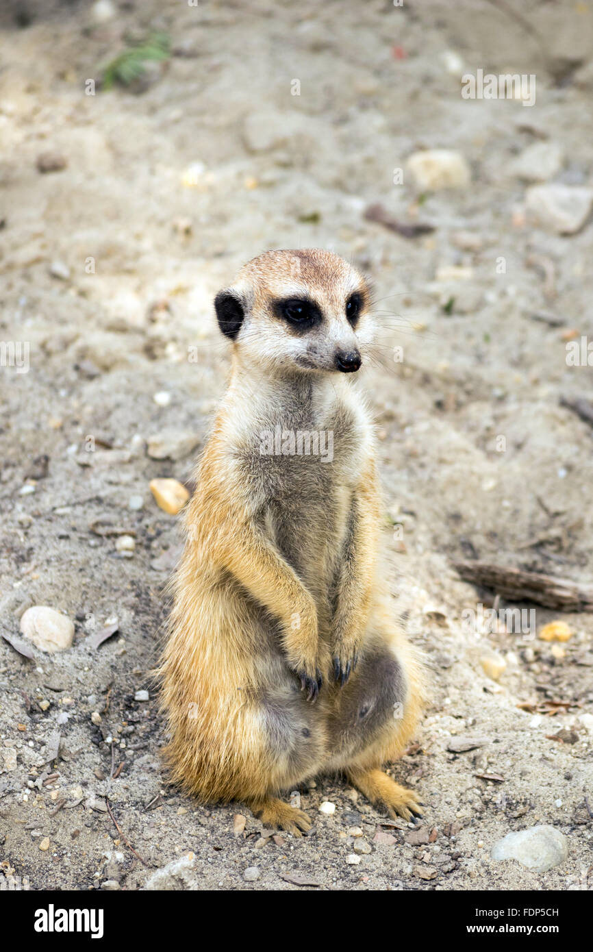Meerkat (Suricata suricatta) in sitting position Stock Photo - Alamy