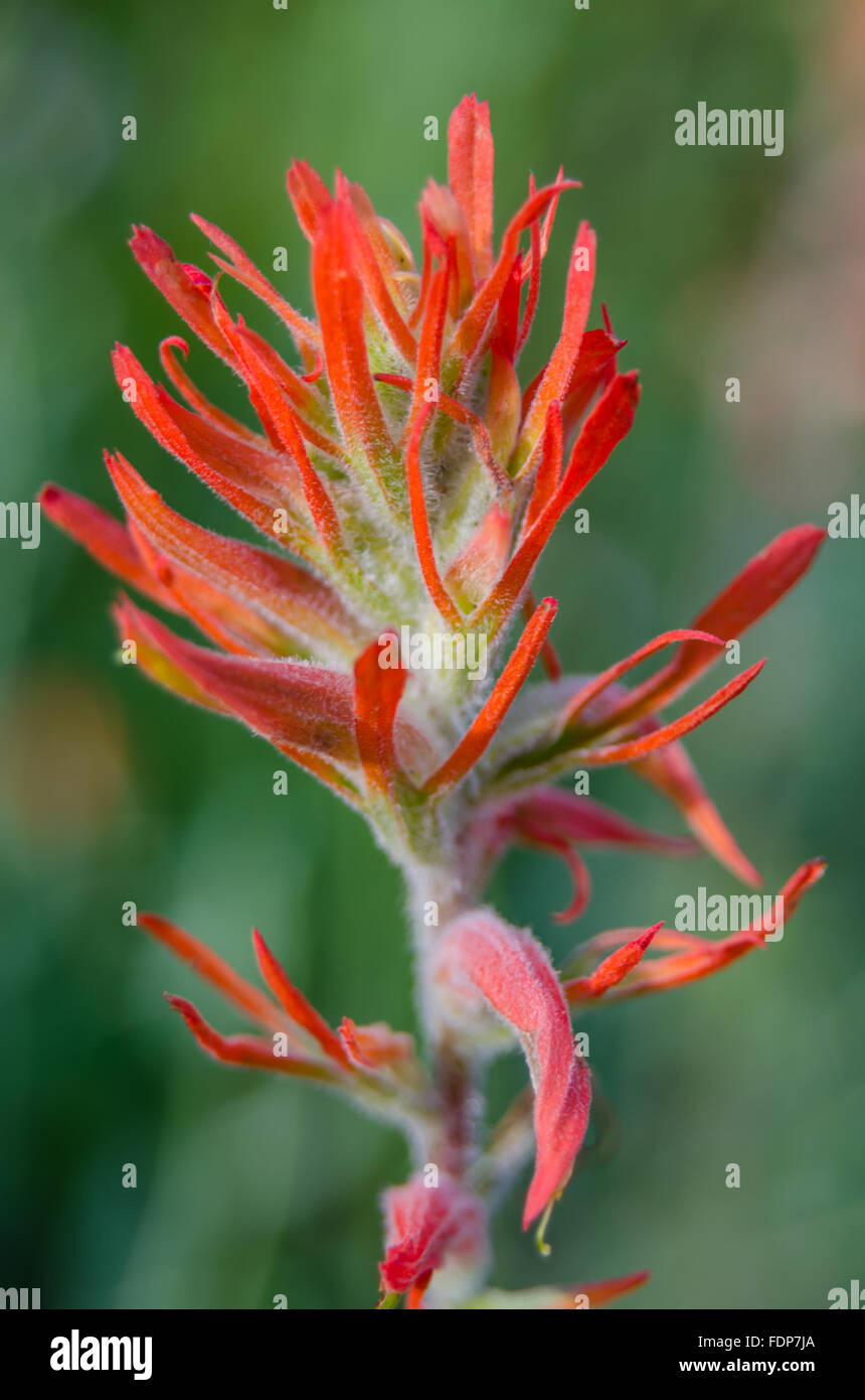 Indian paintbrush flower hi-res stock photography and images - Alamy
