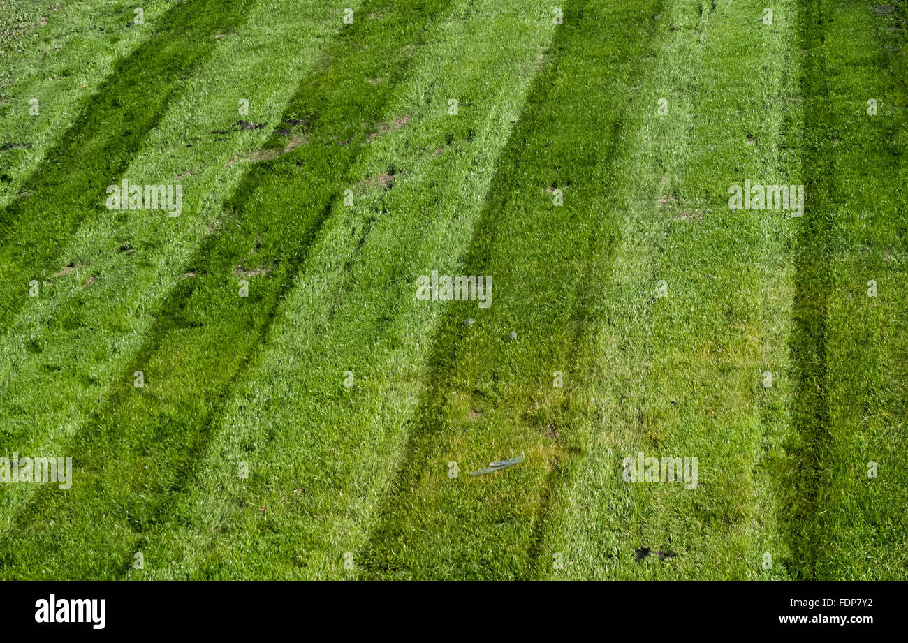 Lawn grass cut pattern garden hi-res stock photography and images - Alamy