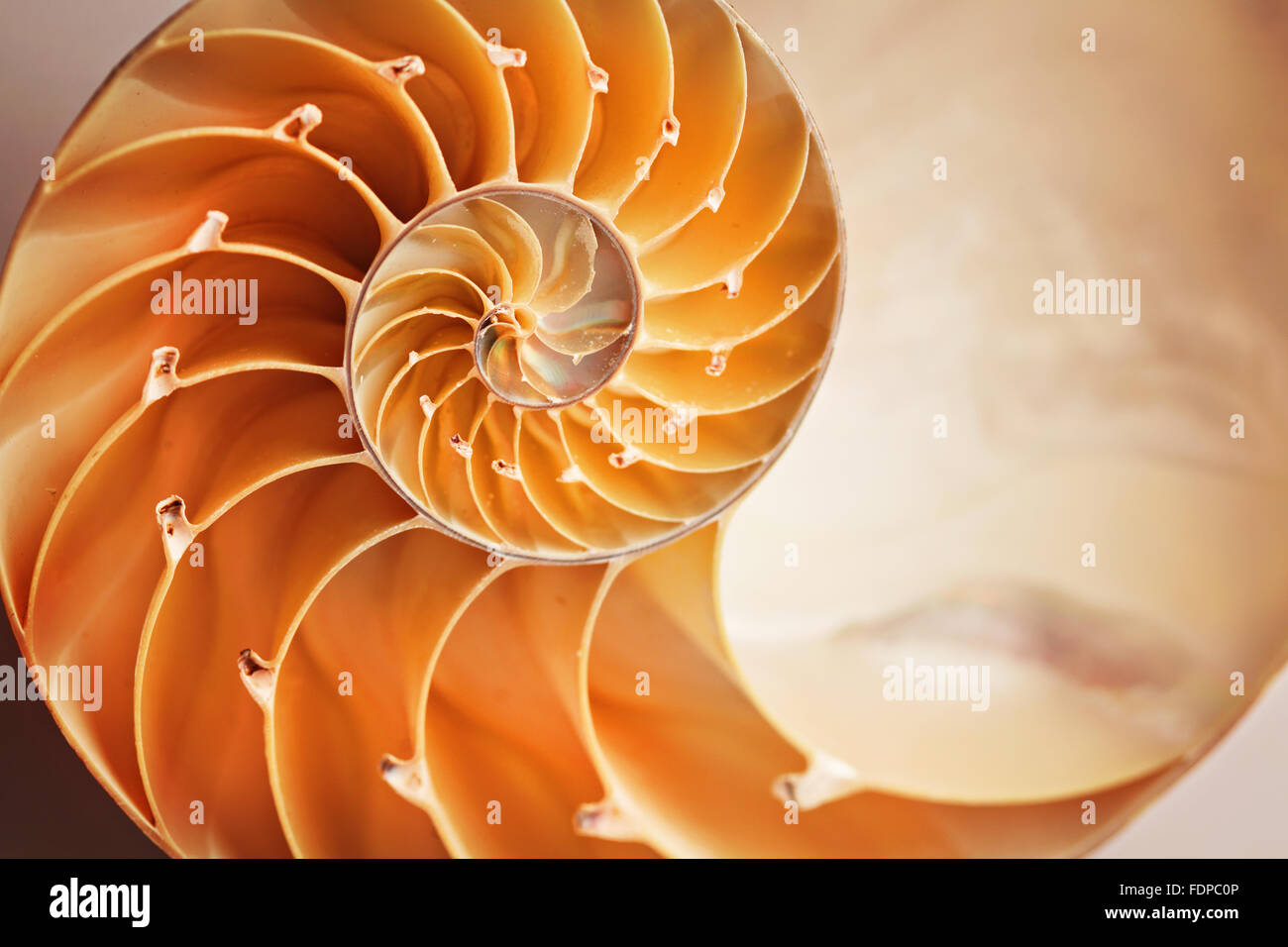Cross Snail Shell Section High Resolution Stock Photography and Images ...
