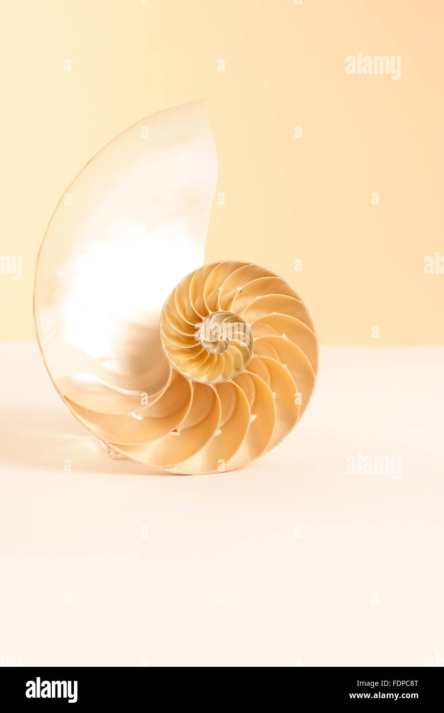 Cross Snail Shell Section High Resolution Stock Photography and Images ...