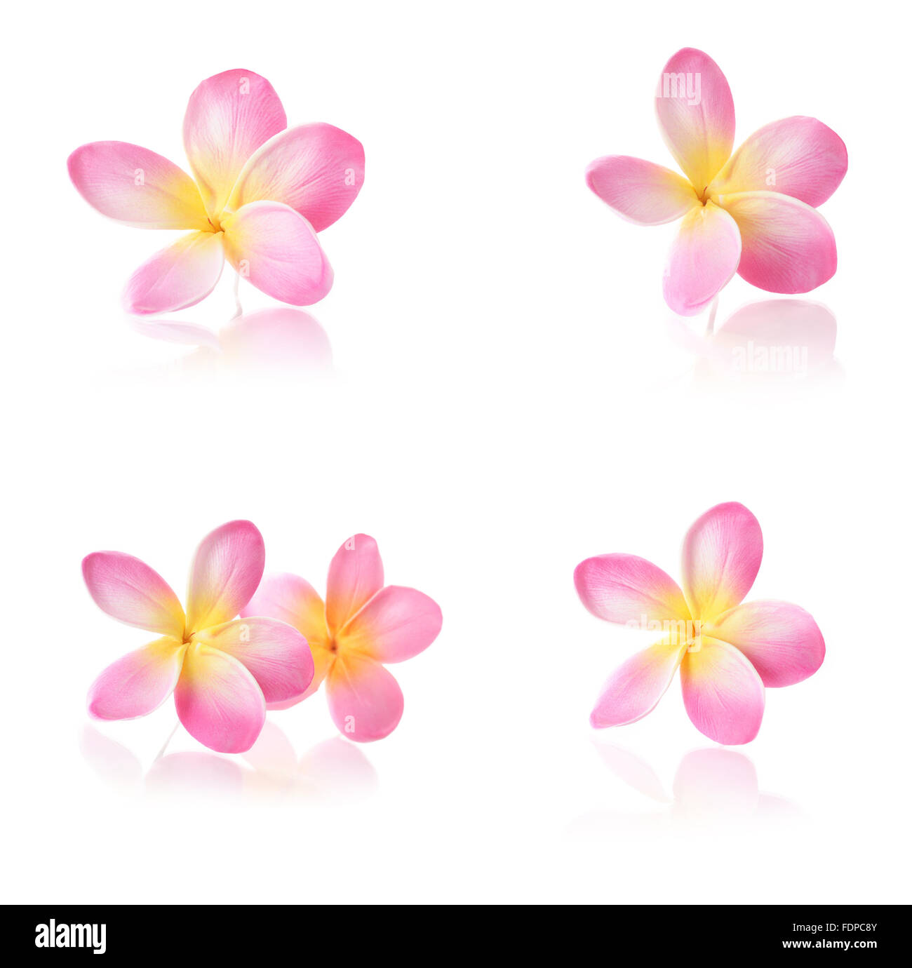 Frangipani blossoms Cut Out Stock Images & Pictures - Alamy