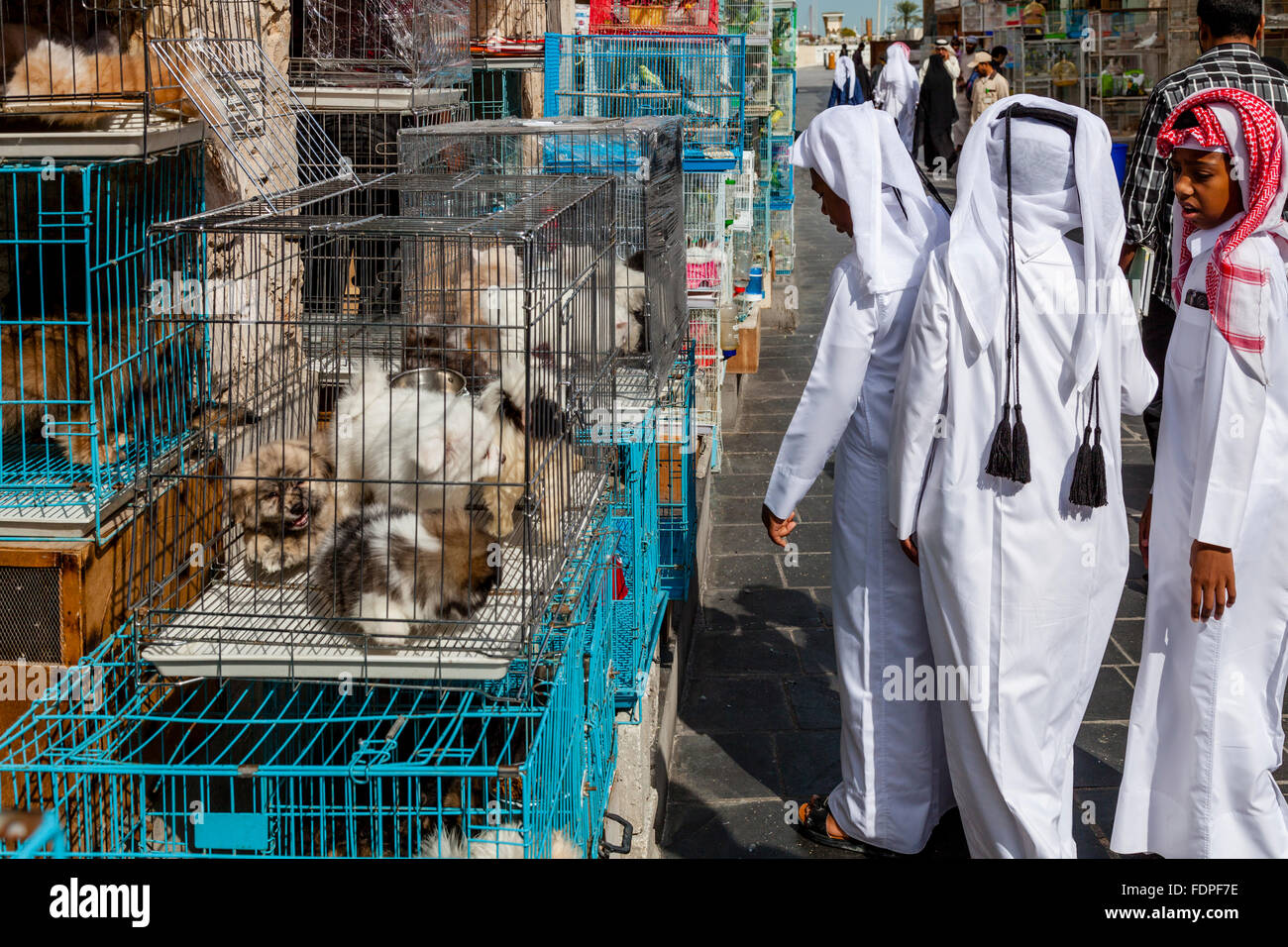 Local Boys Visiting The Animal Market, Souk Waqif, Doha, Qatar Stock ...