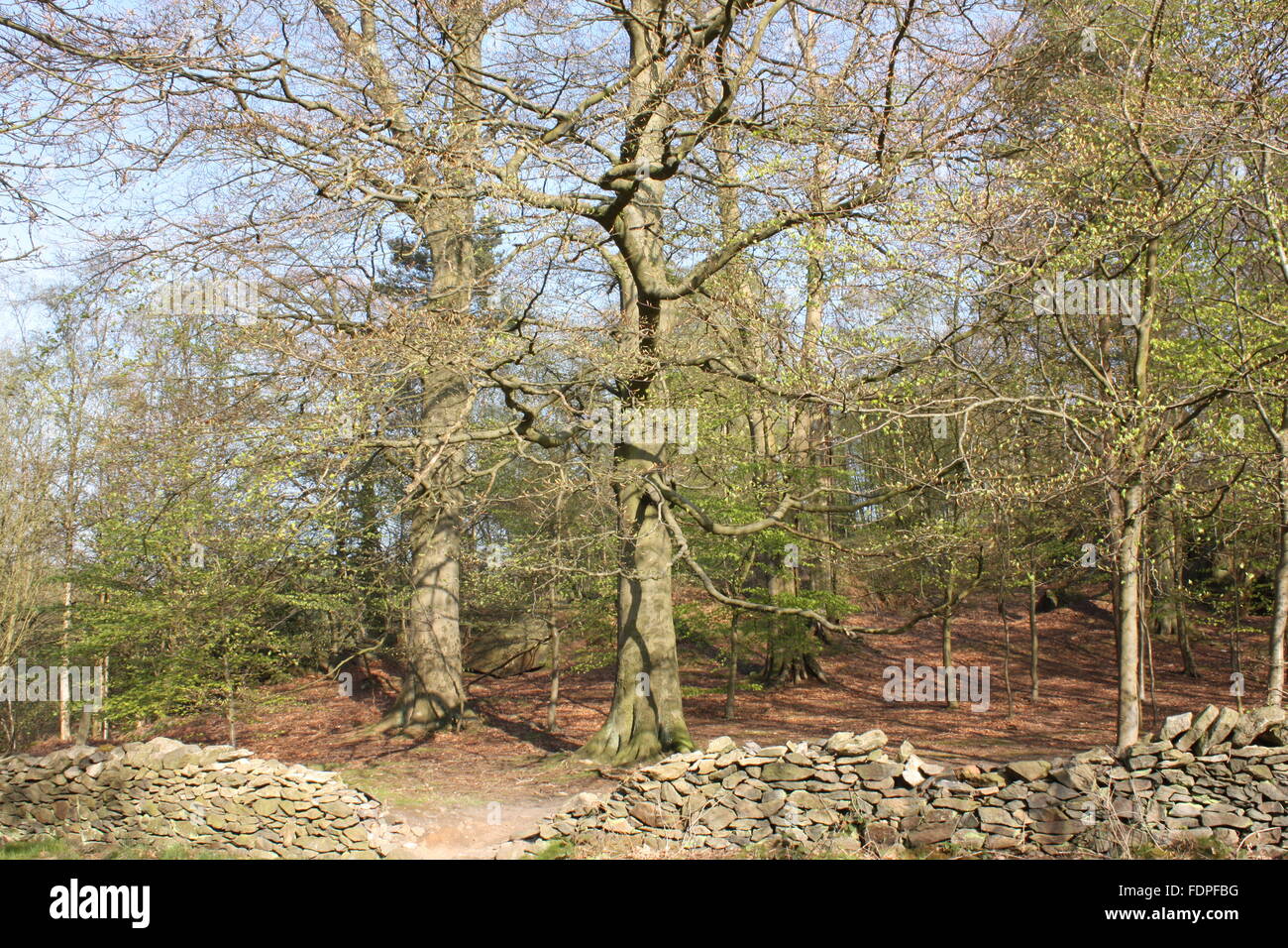 Charnwood Forest near Thringstone, Leicestershire Stock Photo - Alamy