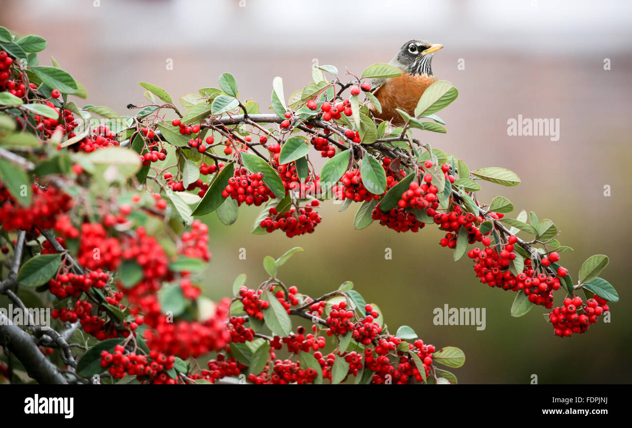 American Robin (Turdus migratorius) feeds on red berry-like fruit of ...