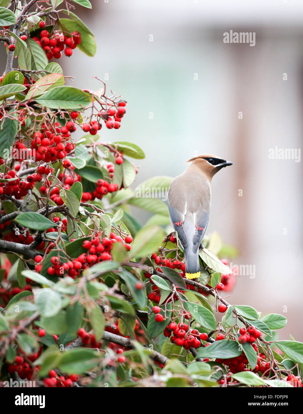 Cedar waxwing - Bombycilla cedrorum Stock Photo - Alamy