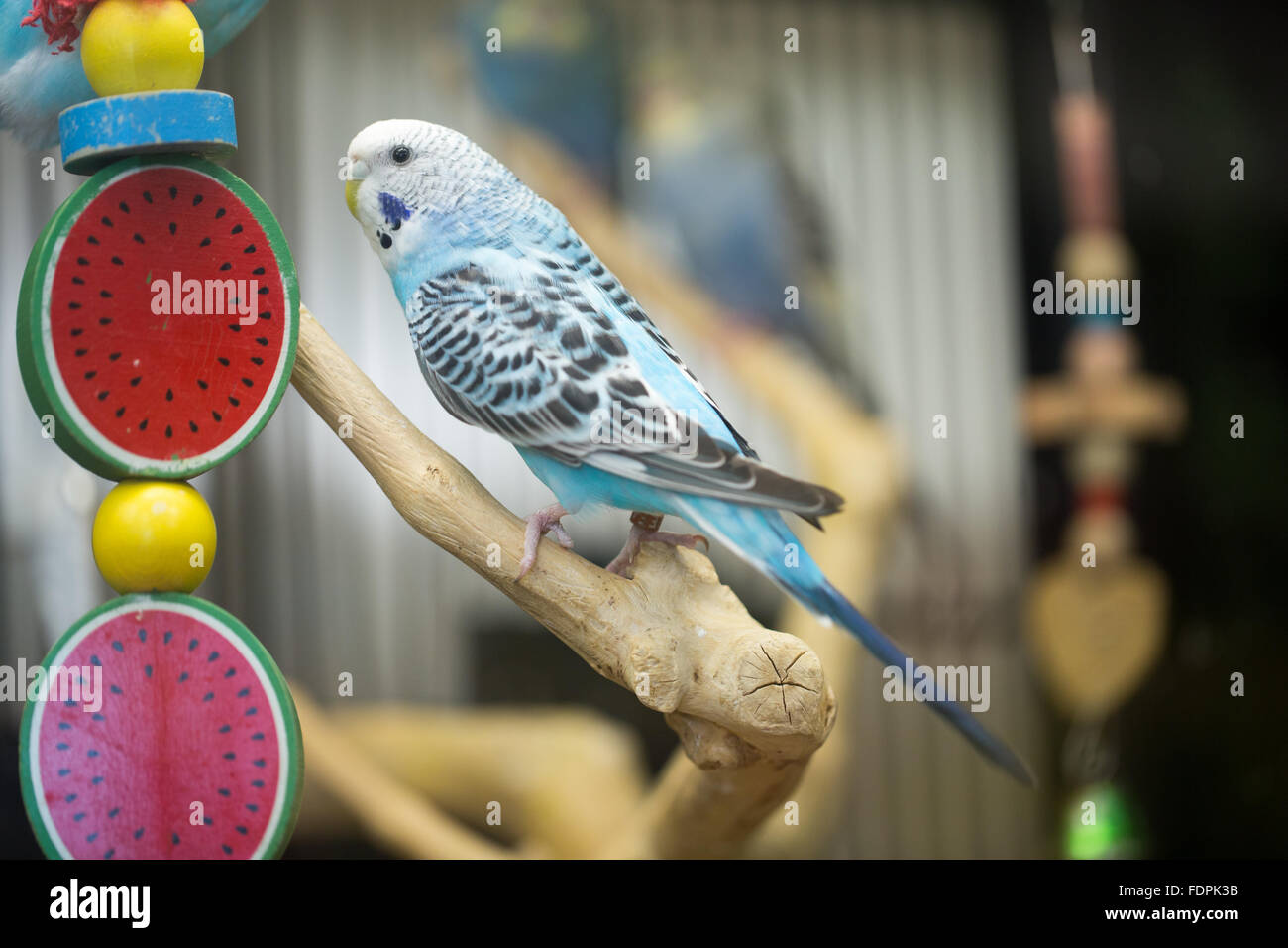 Budgerigar (Parakeet) - Melopsittacus undulatus Stock Photo - Alamy