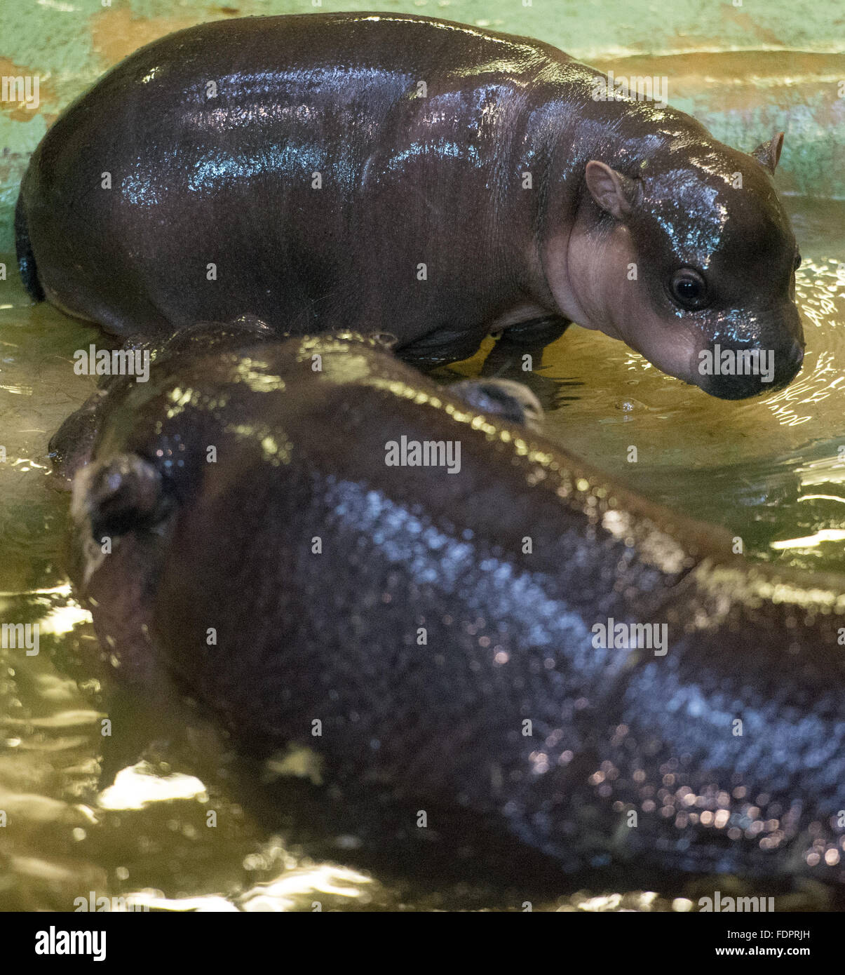 Halle, Germany. 26th Jan, 2016. 6-week-old pygmy hippopotamus Inola ...