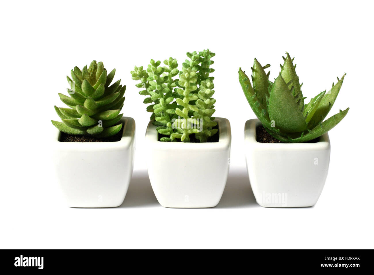 3 cactus hi-res stock photography and images - Alamy