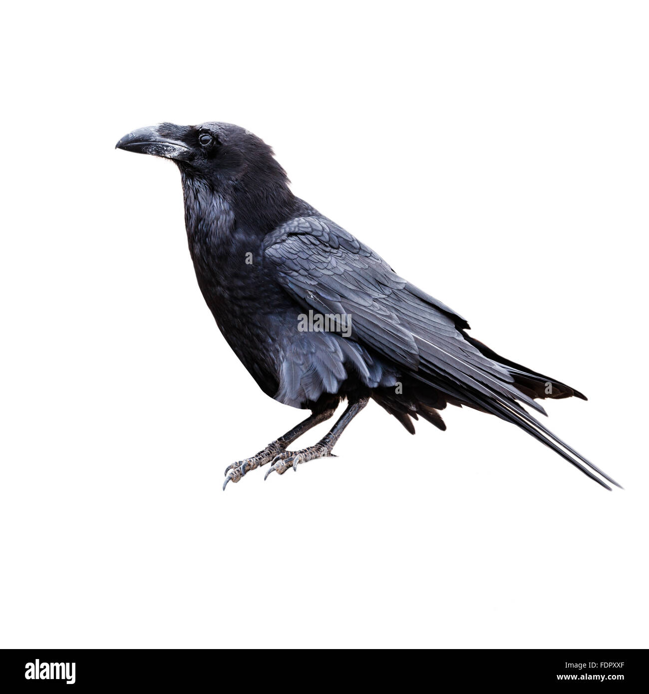 Crows standing Cut Out Stock Images & Pictures - Alamy