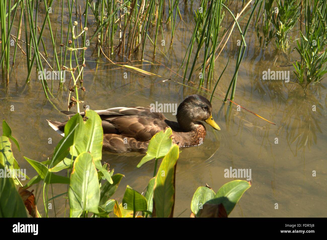 Duck birds hi-res stock photography and images - Alamy