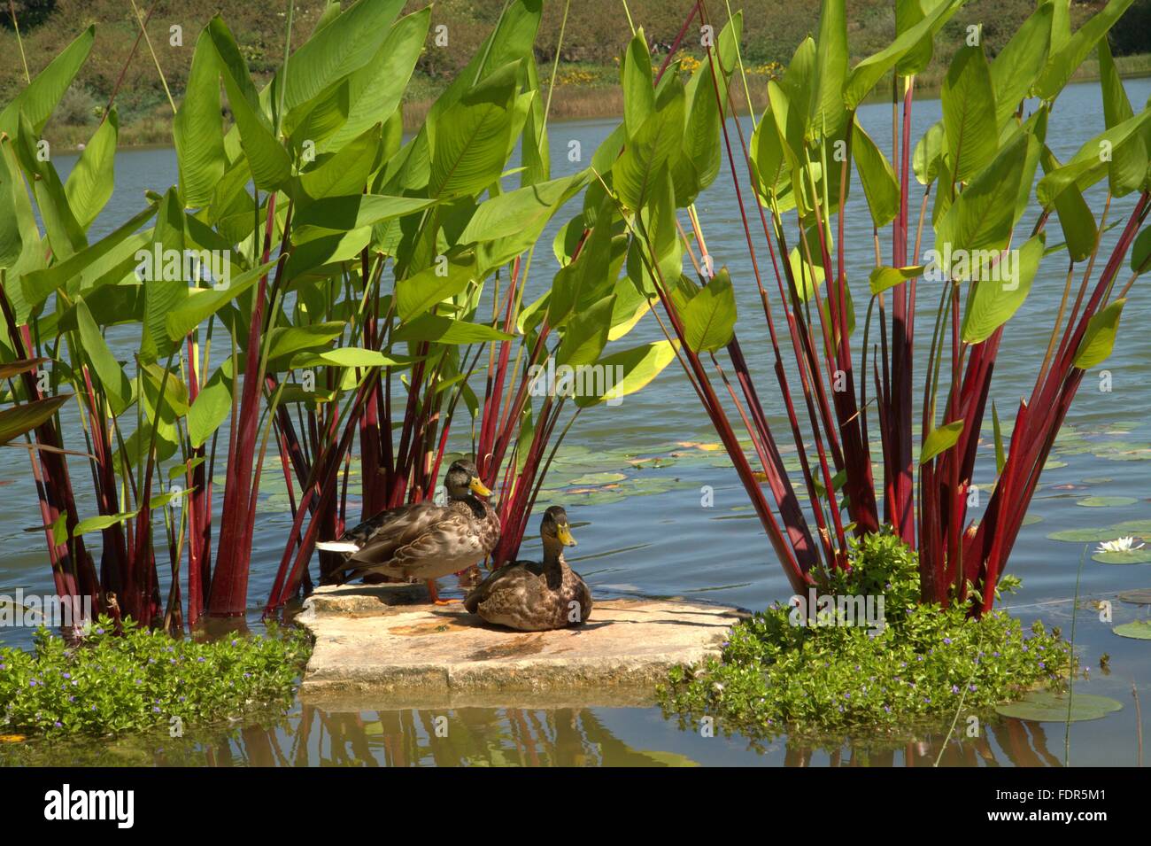 Birds of garden hi-res stock photography and images - Alamy