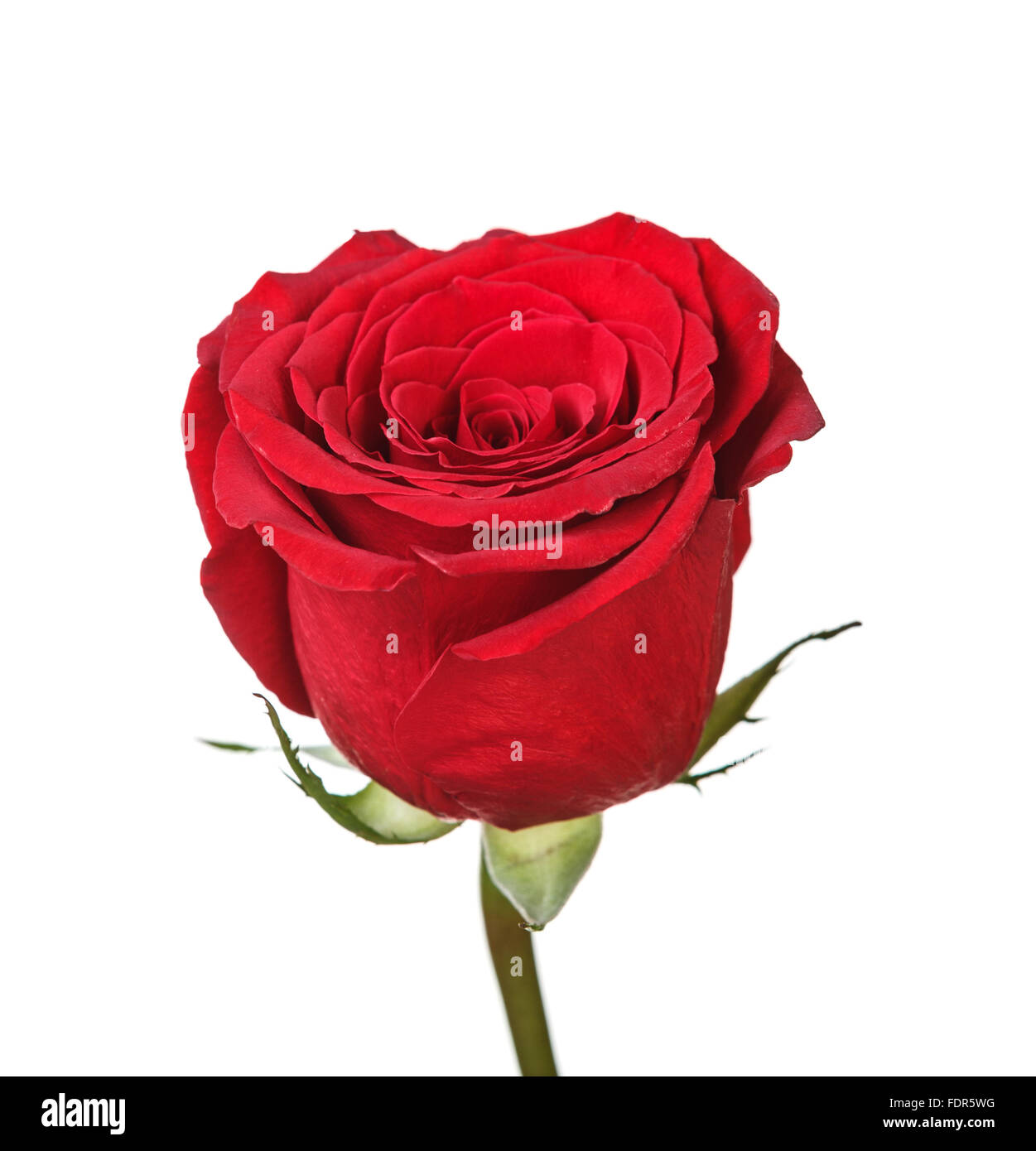Saturated red perfect rose Stock Photo - Alamy