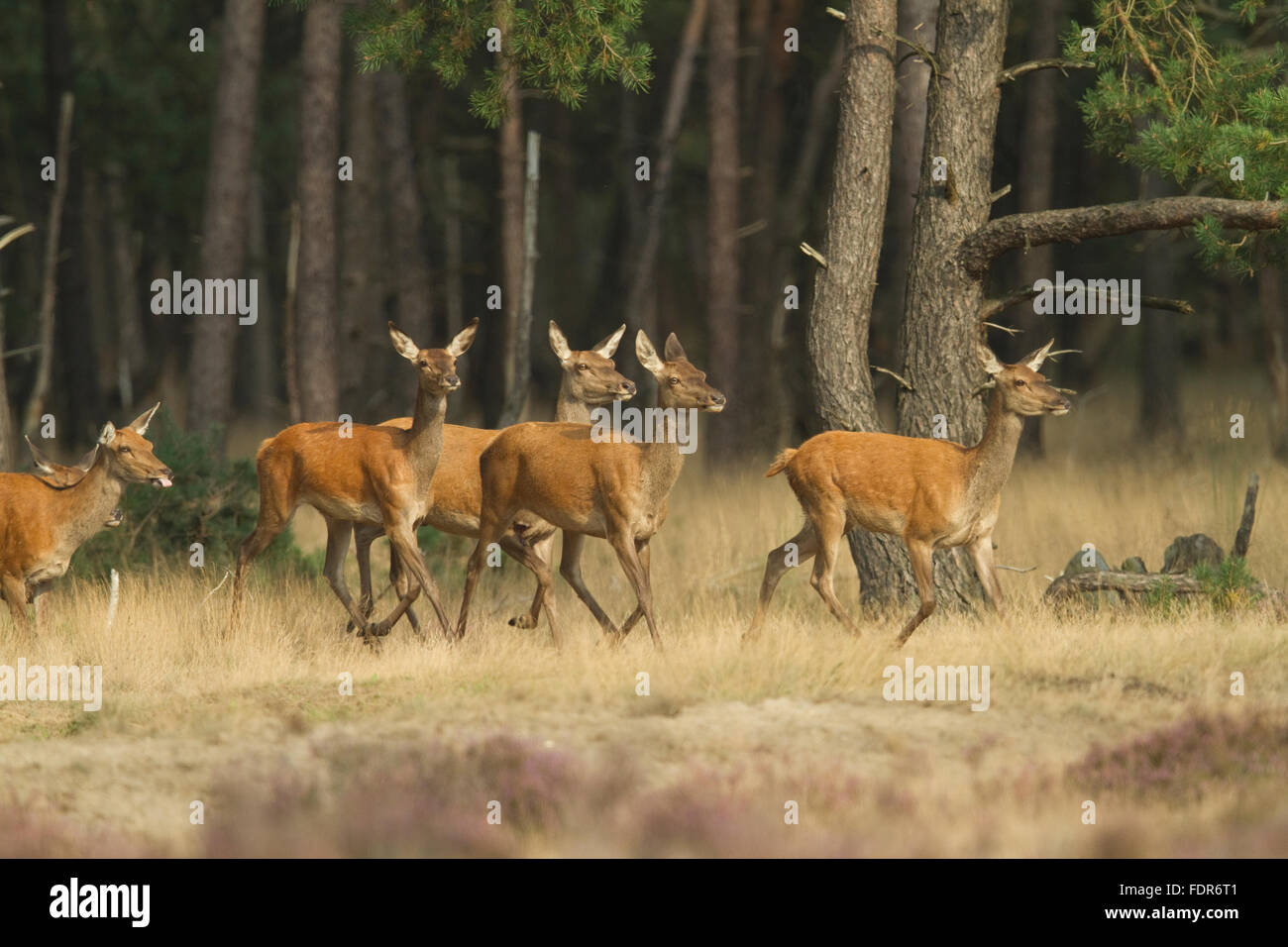 Five deer hi-res stock photography and images - Alamy