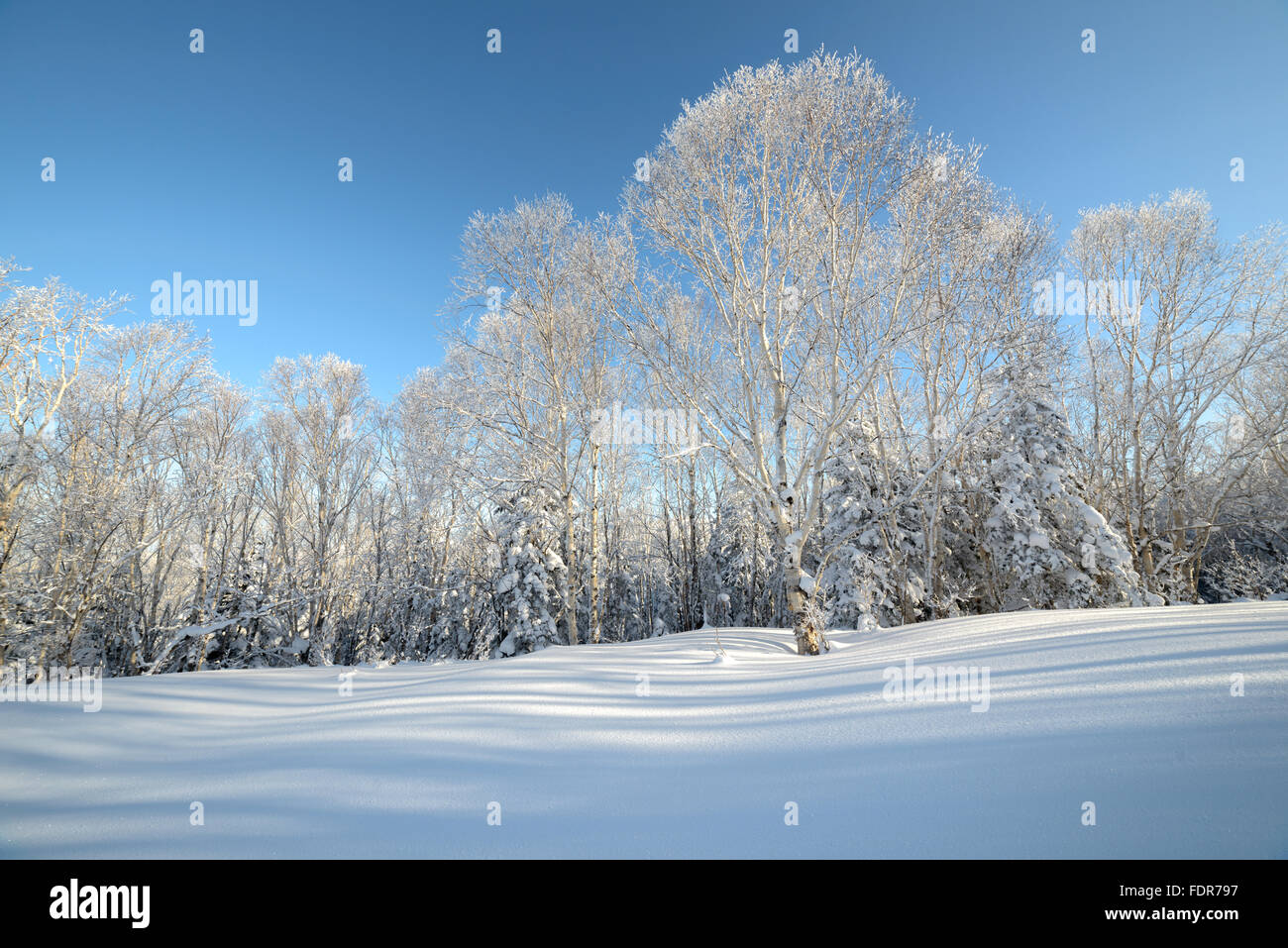 Winter in the mountains, in the forest. Sakhalin Island, Russia Stock ...