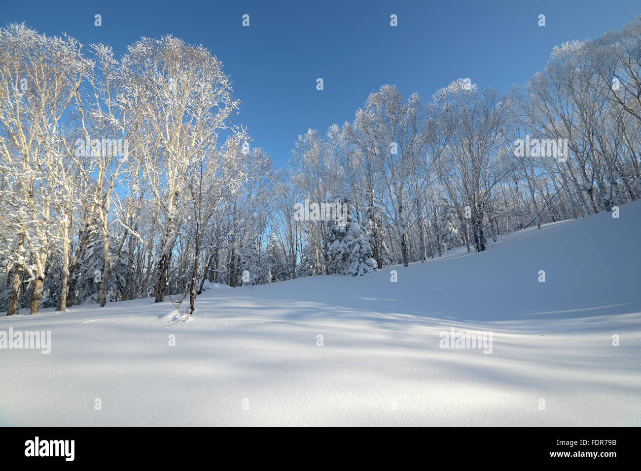 Winter in the mountains, in the forest. Sakhalin Island, Russia Stock ...