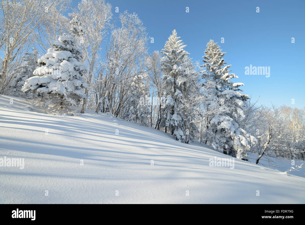Winter in the mountains, in the forest. Sakhalin Island, Russia Stock ...