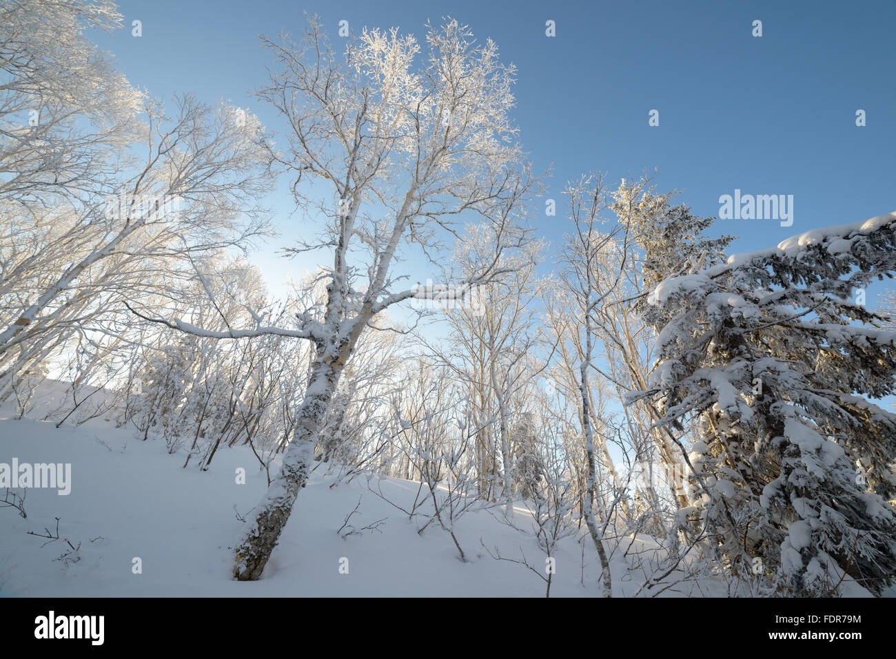 Winter in the mountains, in the forest. Sakhalin Island, Russia Stock ...
