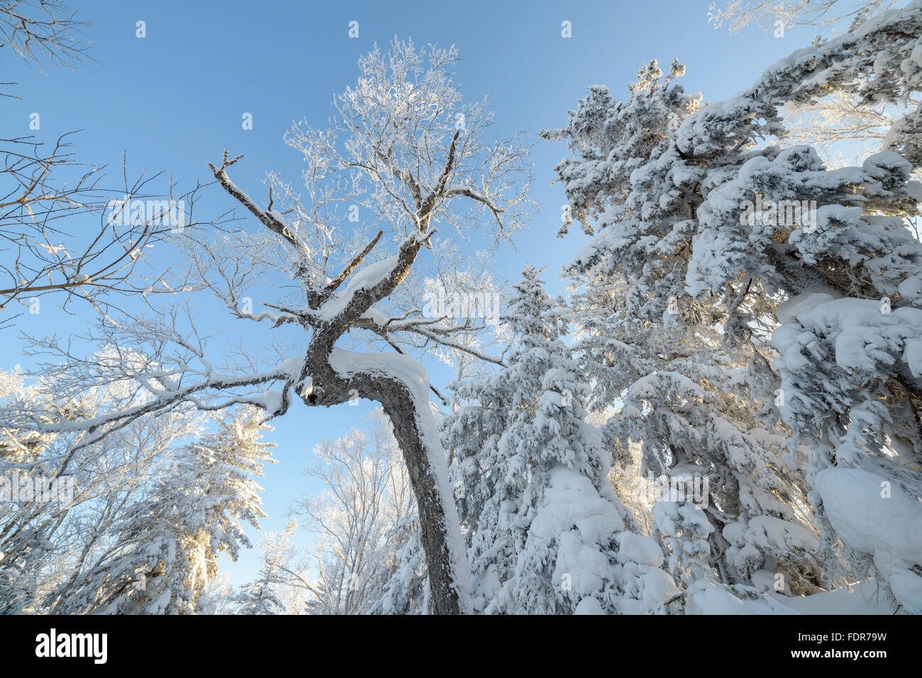 Sakhalin fir hi-res stock photography and images - Alamy