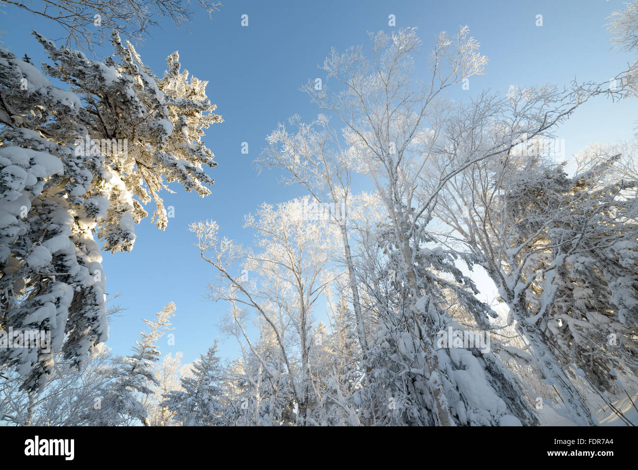 Winter in the mountains, in the forest. Sakhalin Island, Russia Stock ...