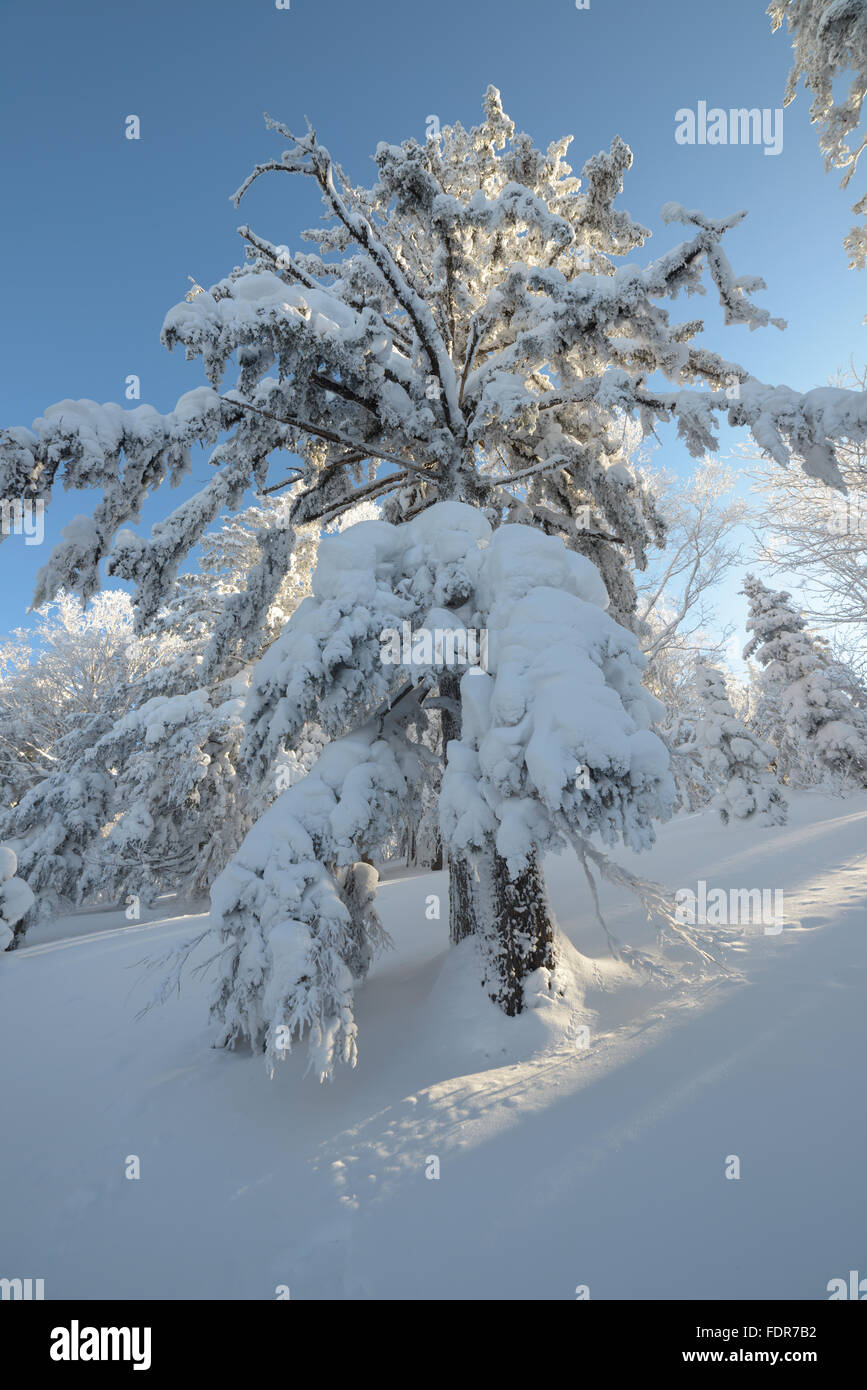 Winter in the mountains, in the forest. Sakhalin Island, Russia Stock ...