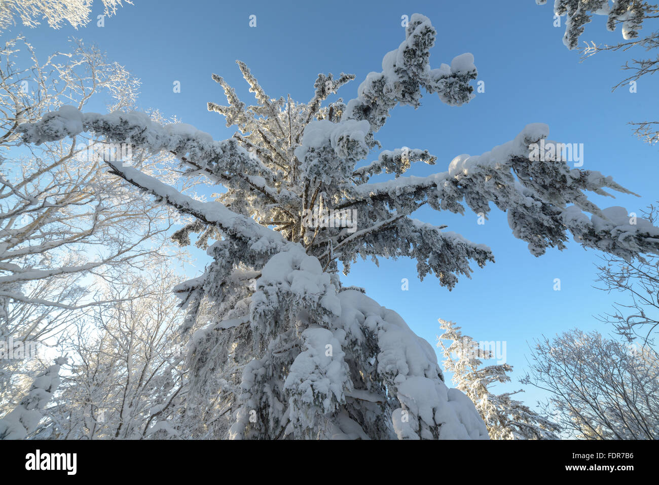 Winter in the mountains, in the forest. Sakhalin Island, Russia Stock ...