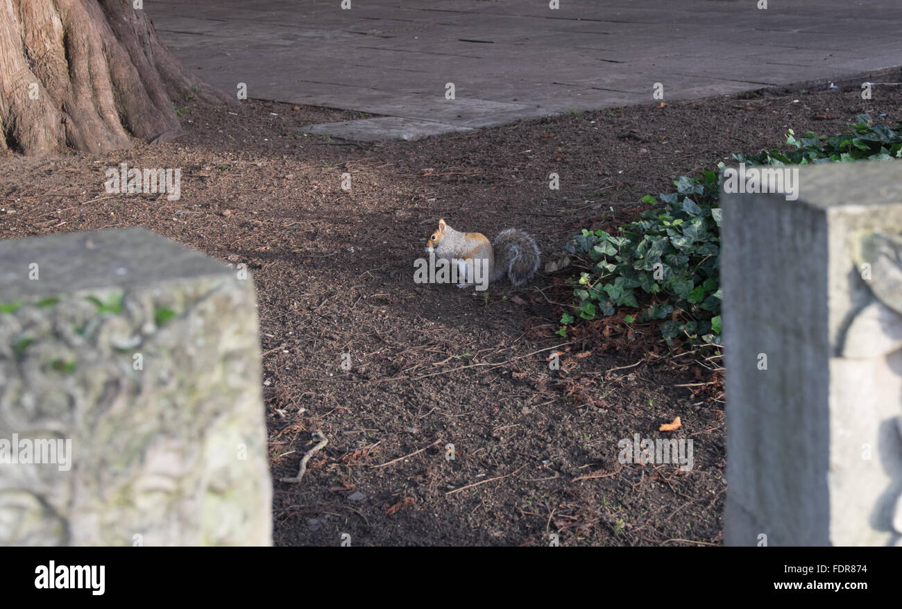Grey squirrel in graveyard in Gloucester Stock Photo - Alamy