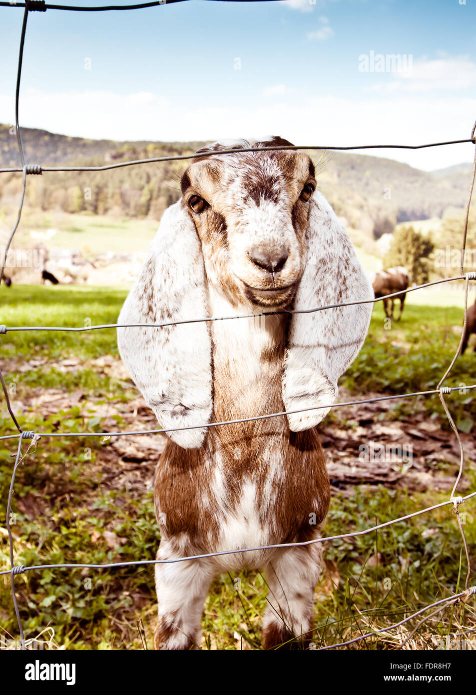 Lop Eared Goat Stock Photos & Lop Eared Goat Stock Images - Alamy