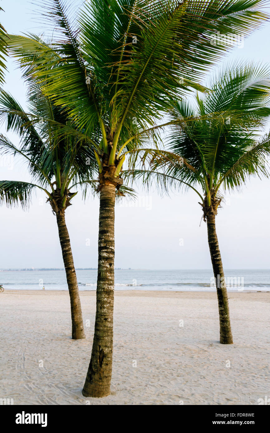 Hainan, China - Beautiful coconut trees on the beach at sunset Stock ...