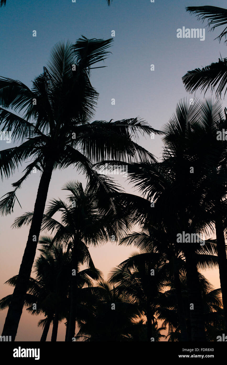 Coconut tree landscape hi-res stock photography and images - Alamy