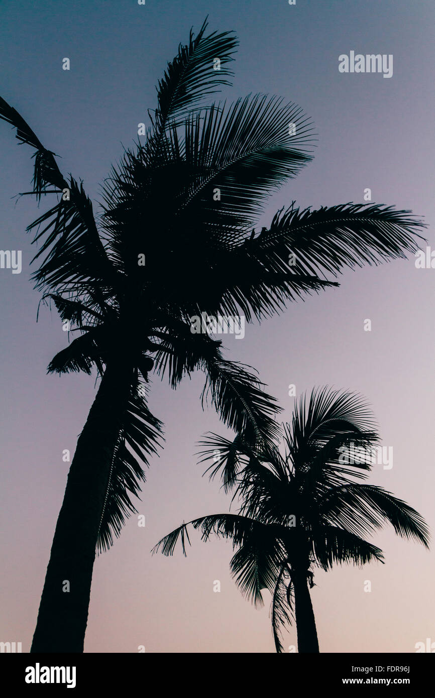Hainan, China - Beautiful coconut trees on the beach at sunset Stock ...